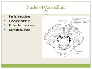 Anatomy Anatomy Anatomy CEREBELLUM.pptx