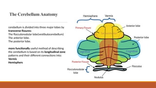 Cerebellum disorder include hereditary and acquired.pptx