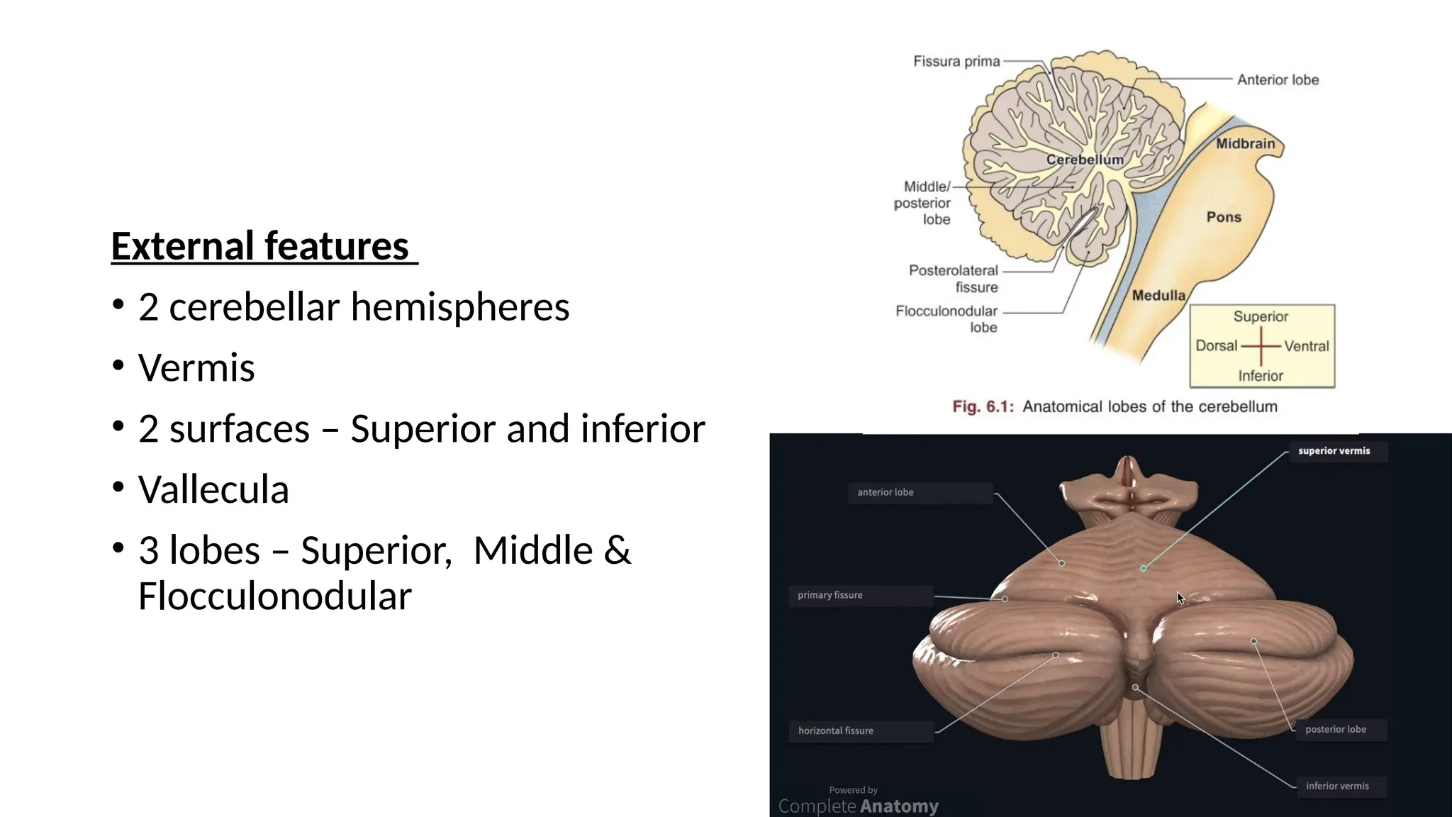 Cerebellum nervous system anatomy .pptx
