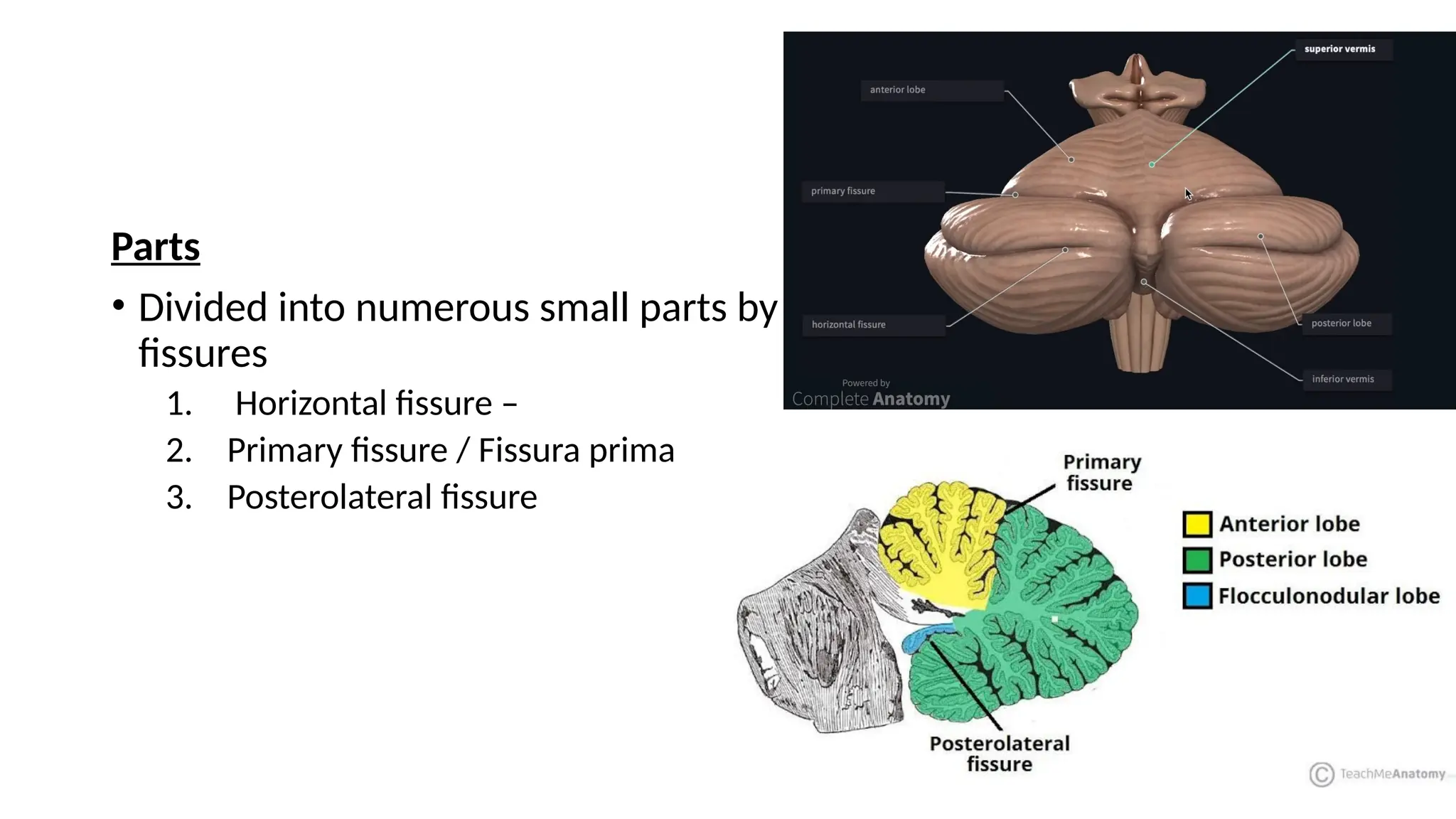 Cerebellum nervous system anatomy .pptx