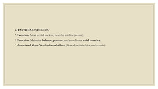 Anatomy of cerebellum of hindbrain- anatomy of cns mbbs year 1 | PPTX