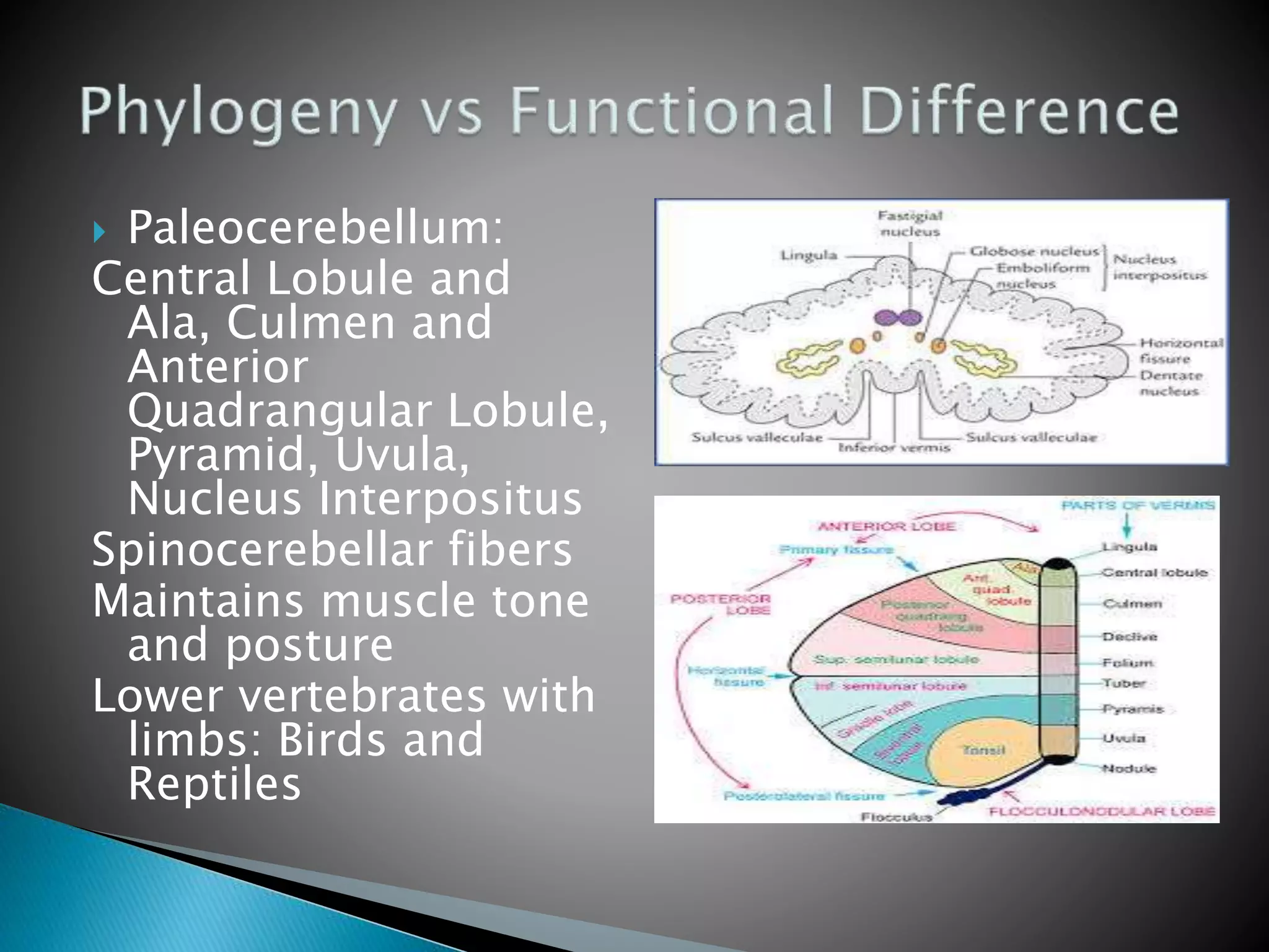 Cerebellum by Prof Soumya Chakraborty Bhattacharya | PPTX