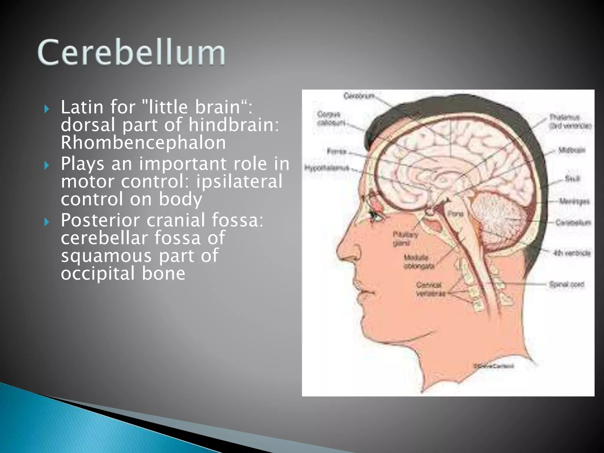 Cerebellum by Prof Soumya Chakraborty Bhattacharya | PPTX