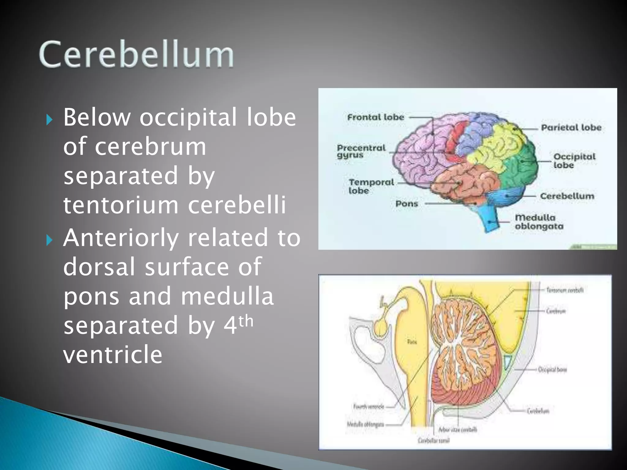 Cerebellum by Prof Soumya Chakraborty Bhattacharya | PPTX
