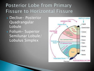 Cerebellum by Prof Soumya Chakraborty Bhattacharya | PPT