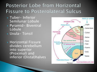 Cerebellum by Prof Soumya Chakraborty Bhattacharya | PPT
