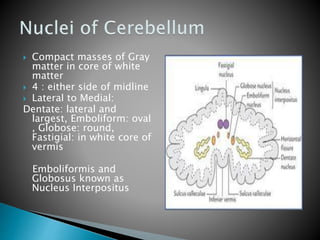 Cerebellum by Prof Soumya Chakraborty Bhattacharya | PPT