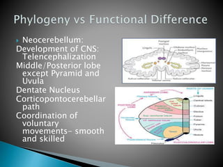 Cerebellum by Prof Soumya Chakraborty Bhattacharya | PPT
