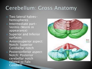 Cerebellum by Prof Soumya Chakraborty Bhattacharya | PPTX