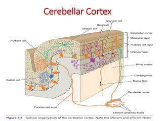 Cerebellum-WPS Office.pptx