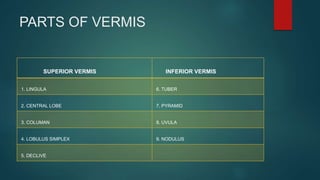 Cerebellum (1) | PPT