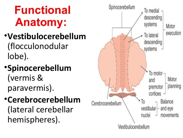 Cerebellum 78