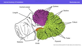 Cerebellum Brain anatomy functional aware | PDF
