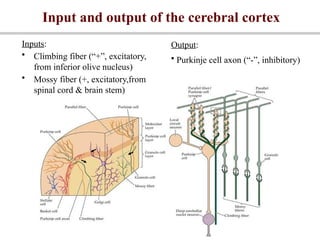 Cerebellum Anatomy summarized powerpoint.pptx
