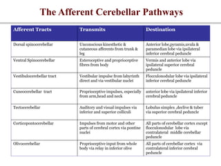 Cerebellum Anatomy summarized powerpoint.pptx