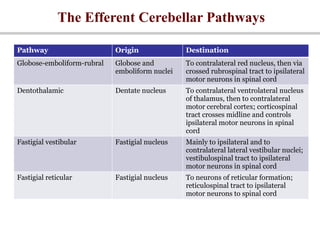 Cerebellum Anatomy summarized powerpoint.pptx