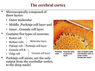 Cerebellum Anatomy summarized powerpoint.pptx
