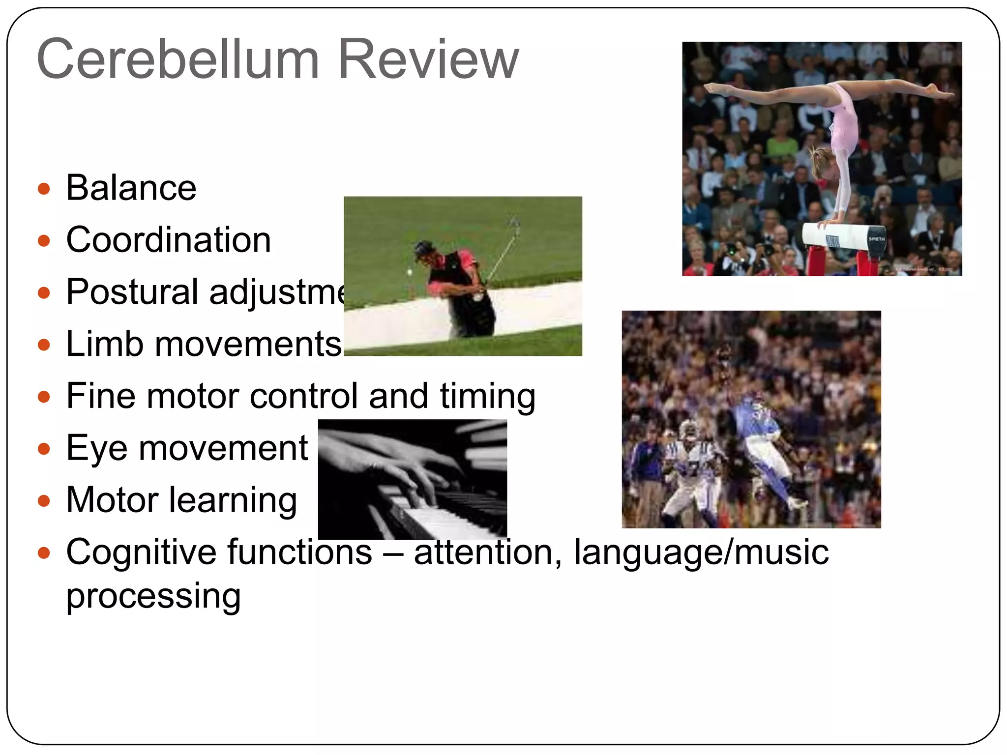 Cerebellum And Alcohol | PPTX