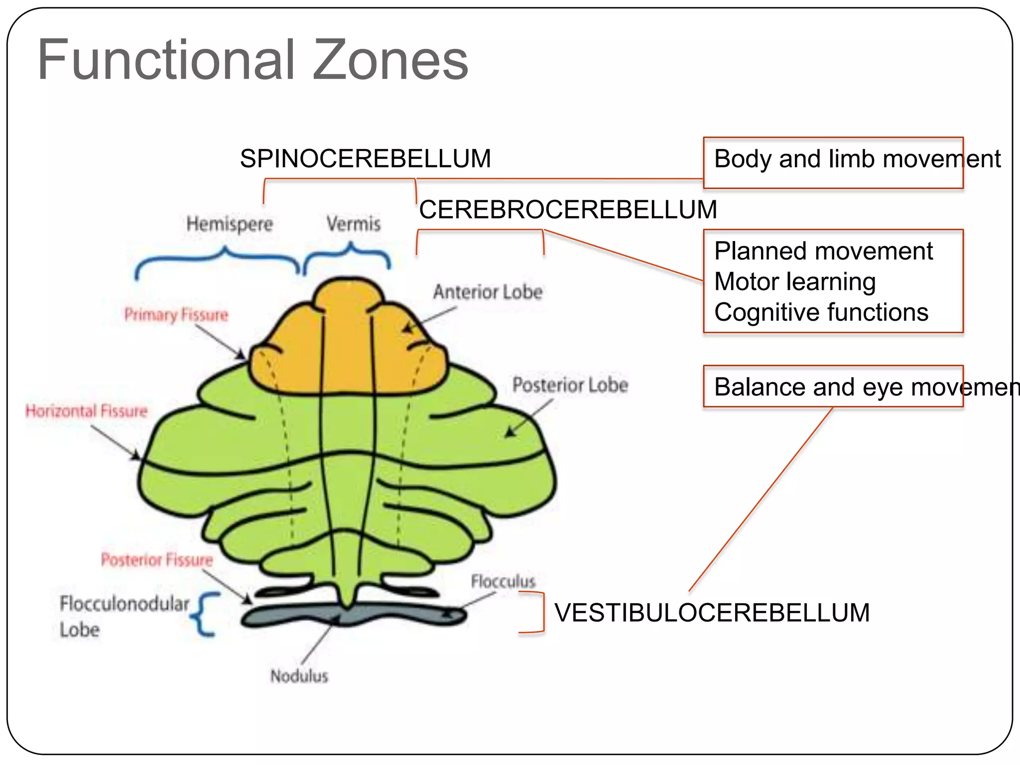 Cerebellum And Alcohol | PPT | Free Download