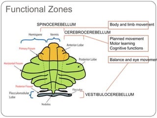 Cerebellum And Alcohol | PPTX