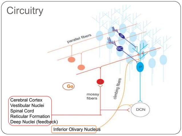 Cerebellum And Alcohol | PPTX