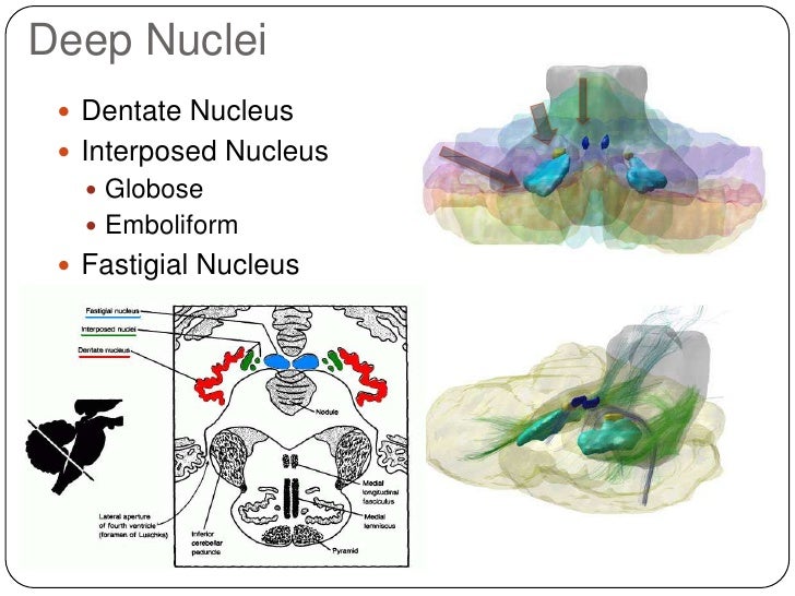 Cerebellum And Alcohol