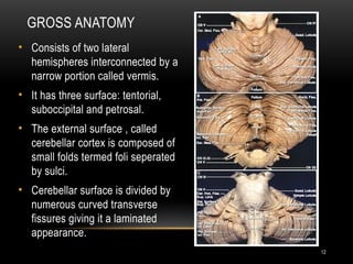 The Cerebellum and its applied anatomy.pptx