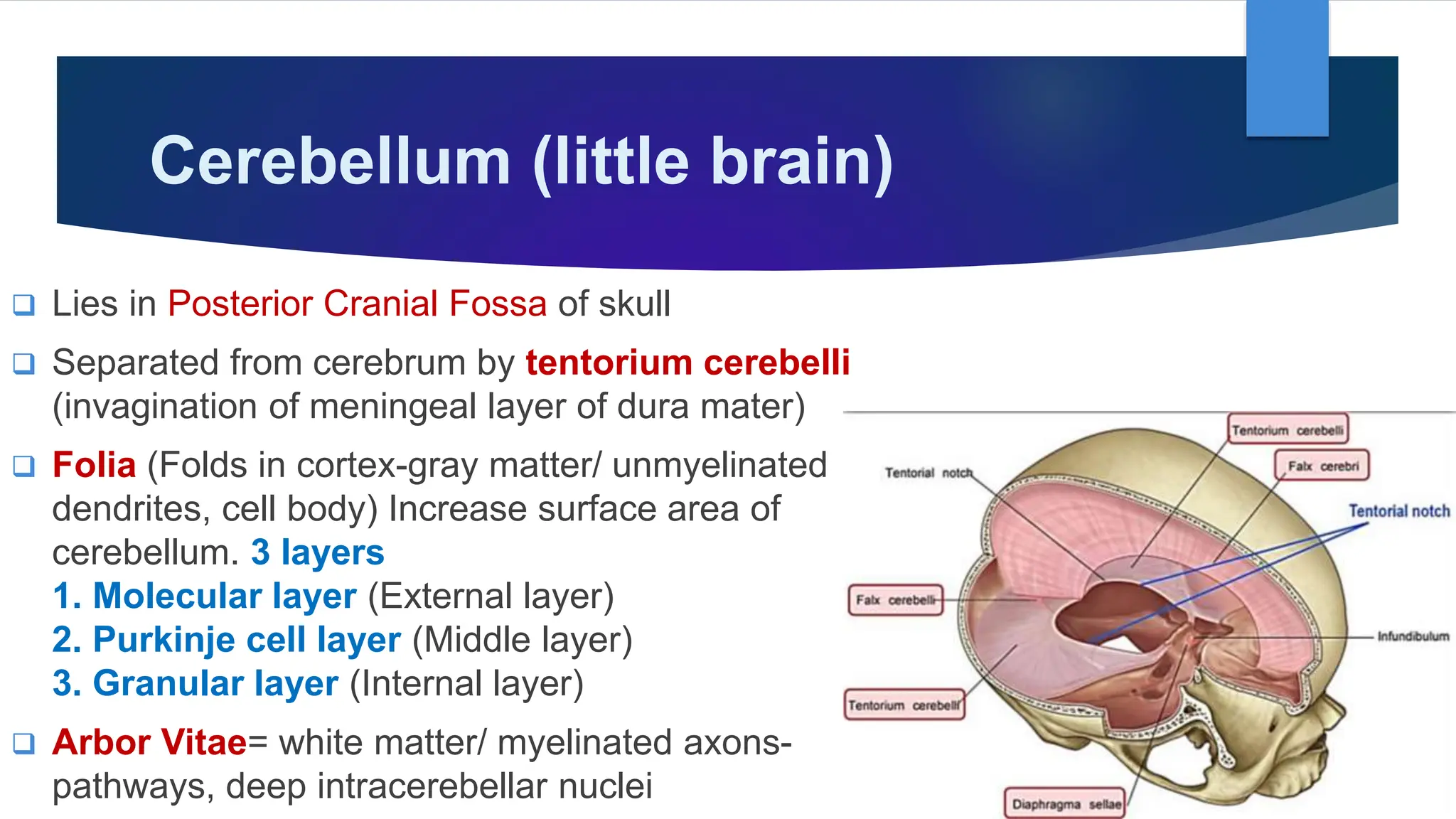 Cerebellum, and Basal Ganglia by Dr. Rabia Inam Gandapore.pptx