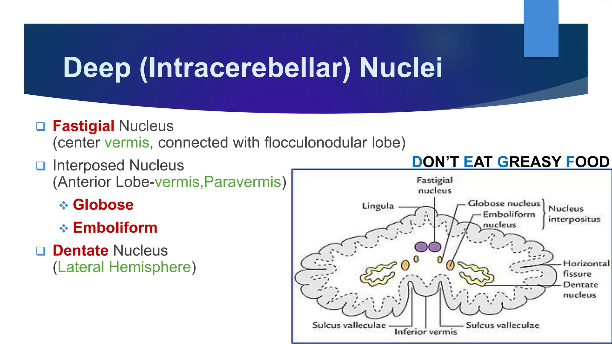 Cerebellum, and Basal Ganglia by Dr. Rabia Inam Gandapore.pptx
