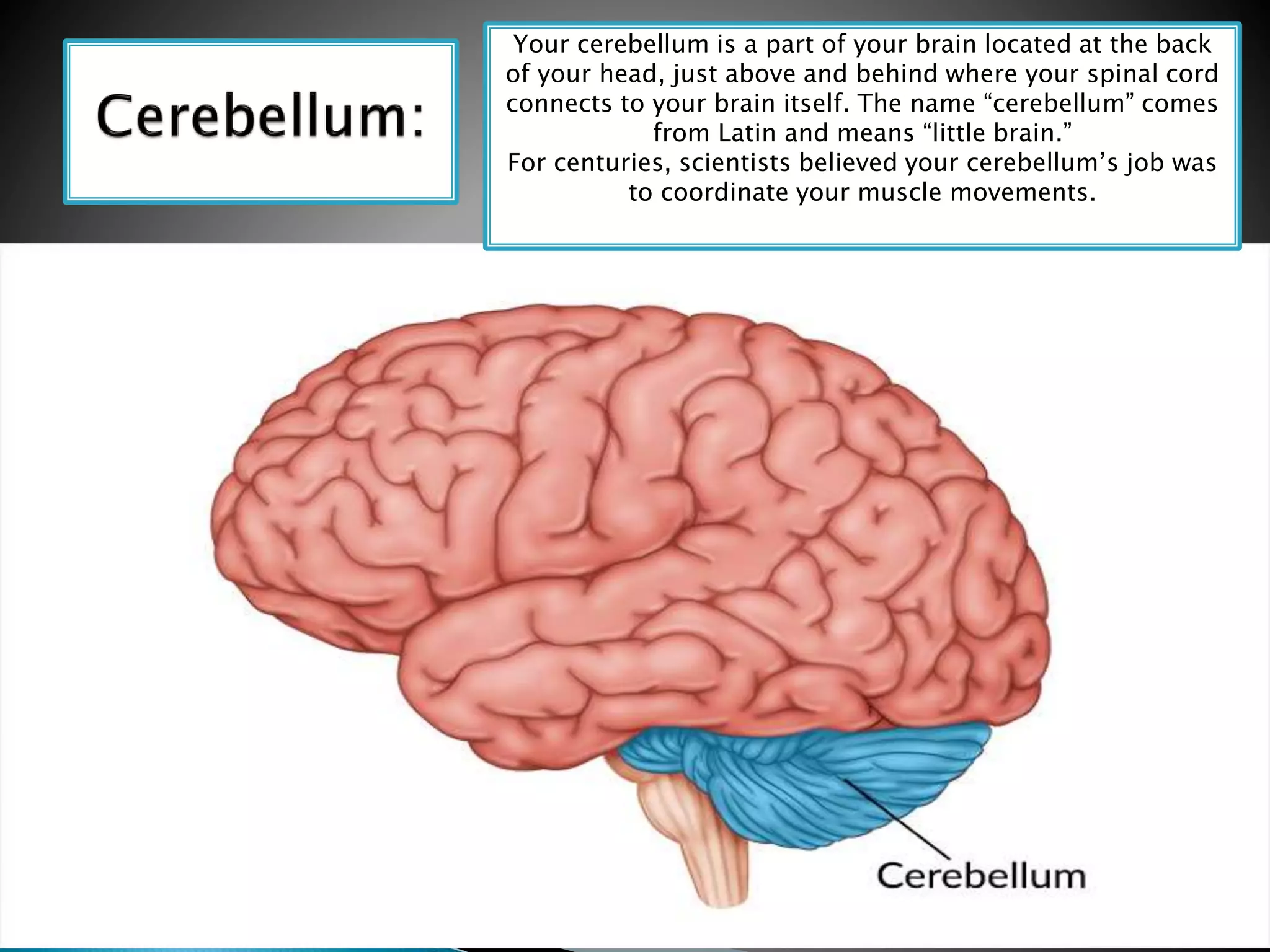 Cerebellum and Cerebral Cortex 10b.pptx