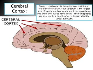 Cerebellum and Cerebral Cortex 10b.pptx