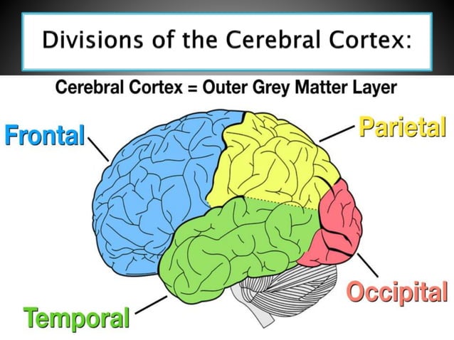 Cerebellum and Cerebral Cortex 10b.pptx