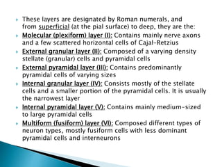 Cerebellum and Cerebral Cortex 10b.pptx