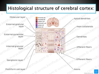 Cerebellum and Cerebral Cortex 10b.pptx