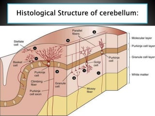 Cerebellum and Cerebral Cortex 10b.pptx