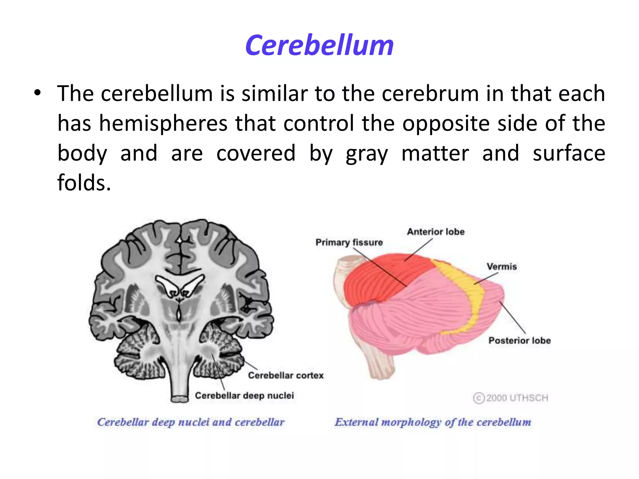 Cerebellum and control of postures and movements.pptx