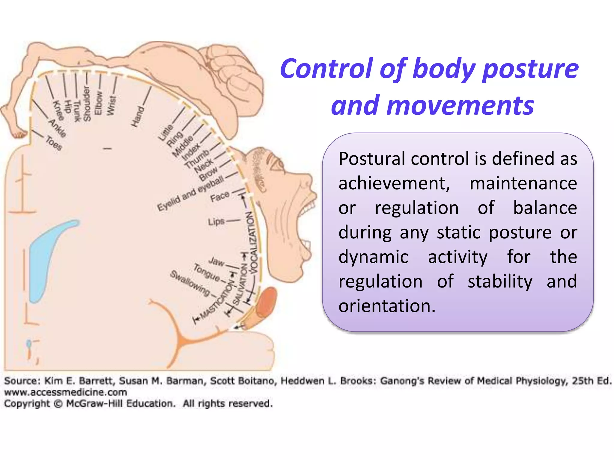 Cerebellum and control of postures and movements.pptx