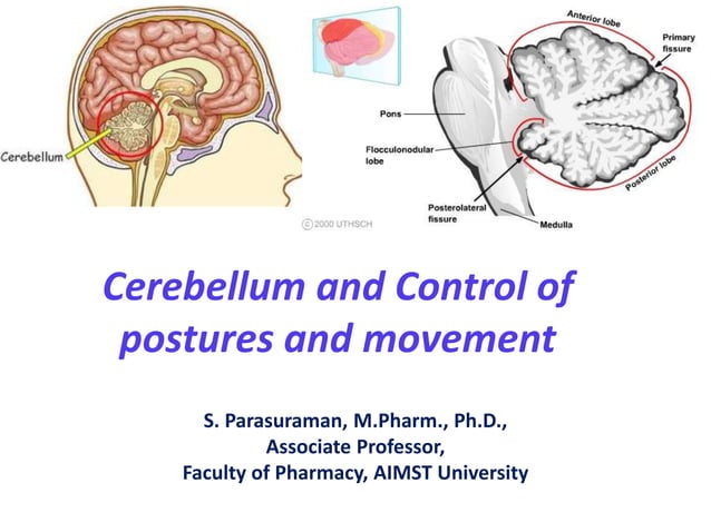 Cerebellum and control of postures and movements.pptx | Physical ...