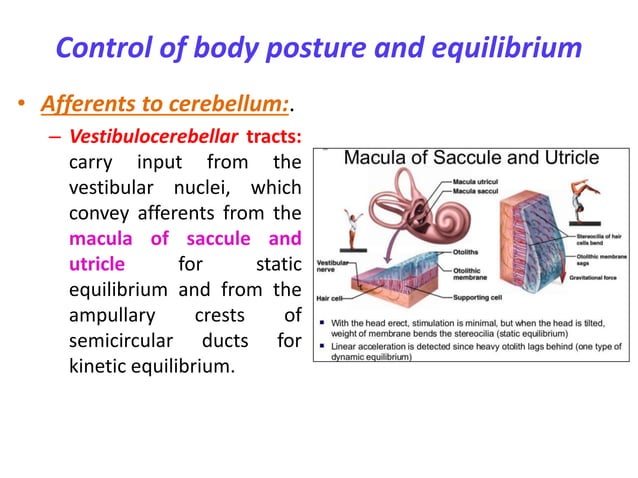 Cerebellum and control of postures and movements.pptx | Physical ...