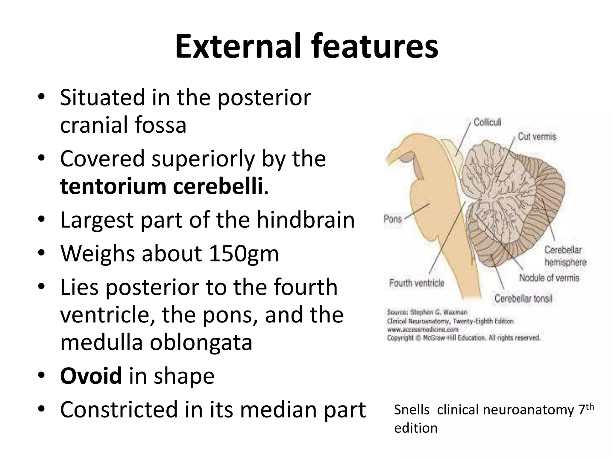 Cerebellum and its connections | PPTX