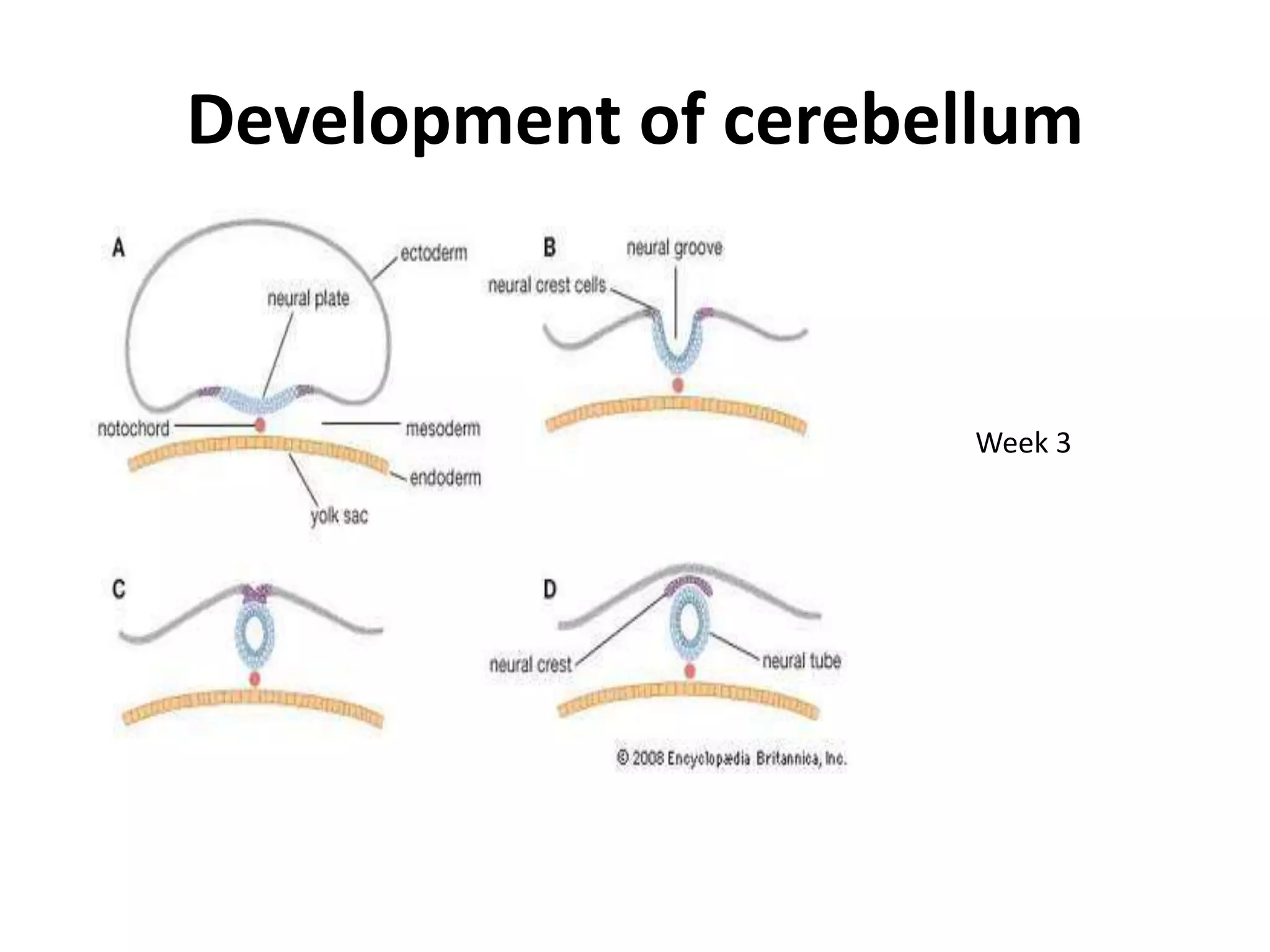 Cerebellum and its connections | PPTX
