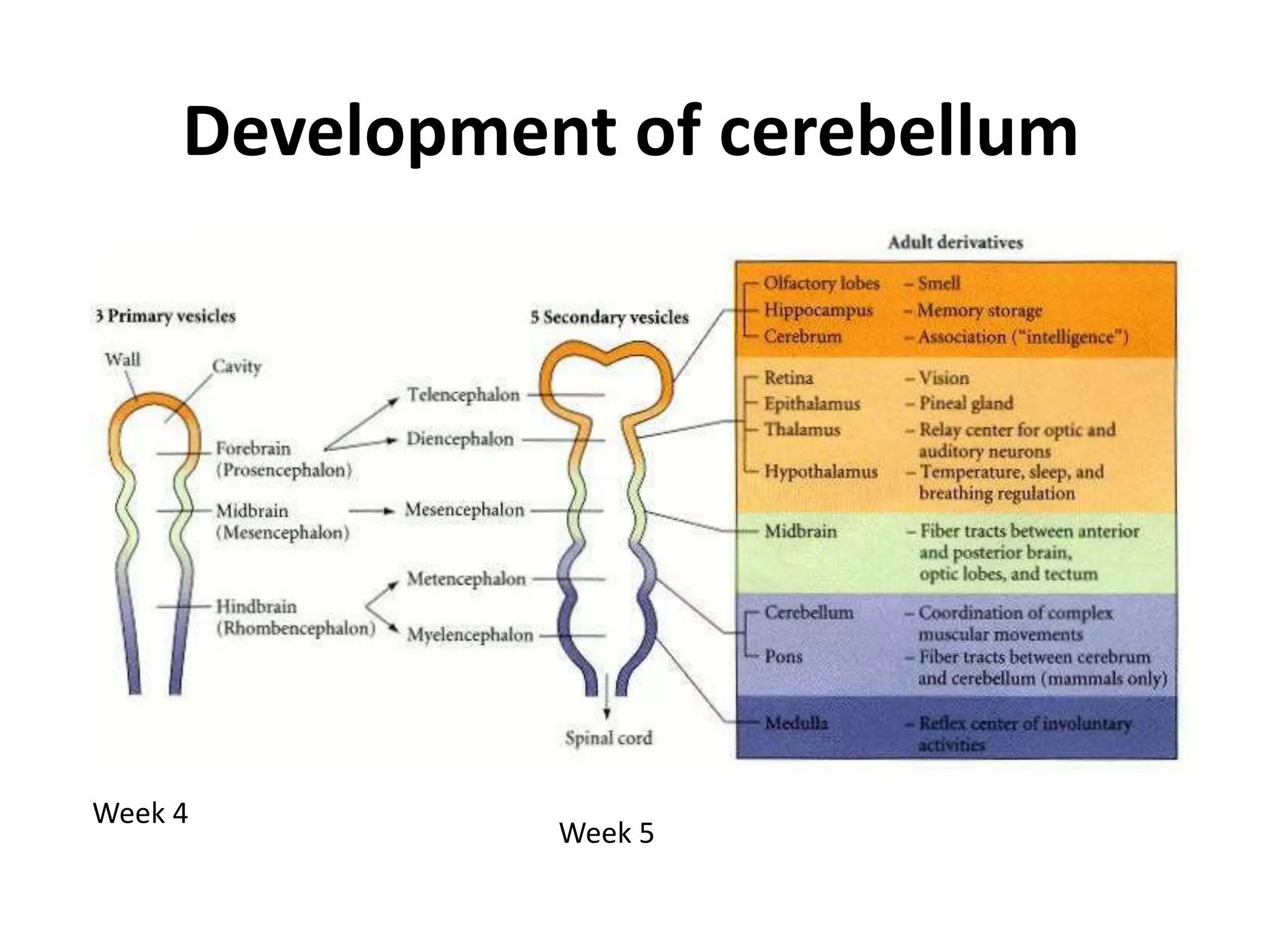 Cerebellum and its connections | PPTX