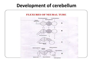 Cerebellum and its connections | PPTX
