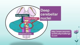 Cerebellum and movement modulation | PPSX