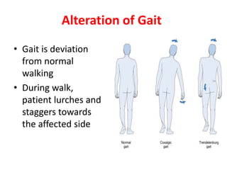Cerebellum applied anatomy | PPTX