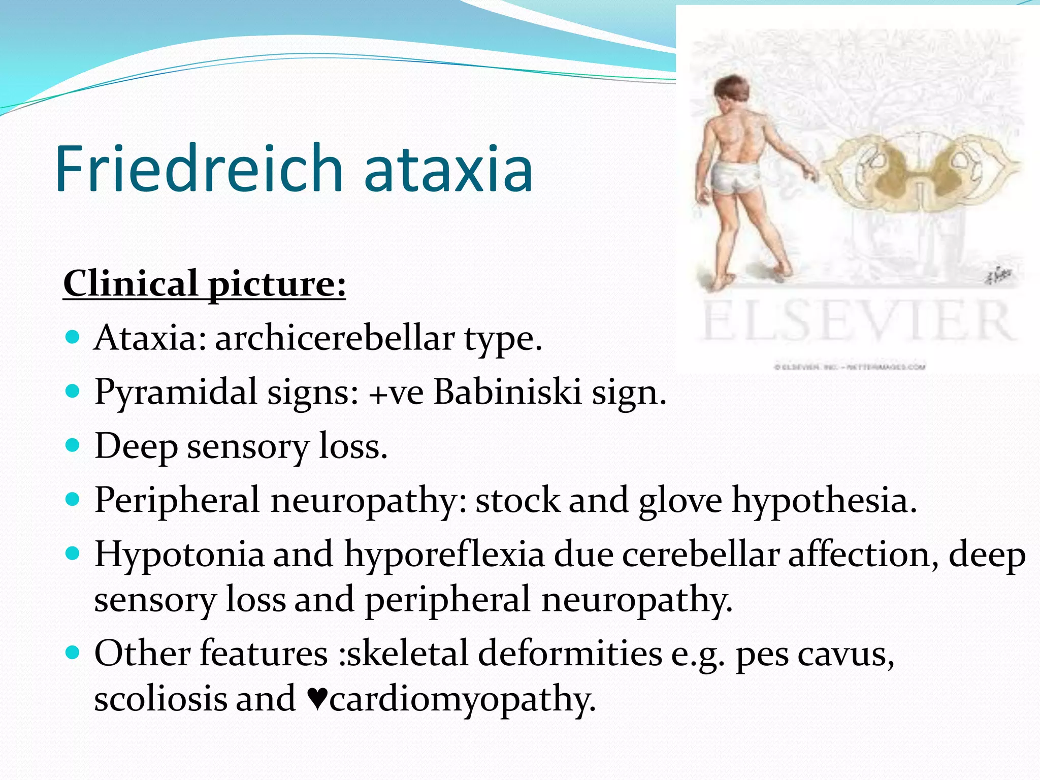 Cerebellum & ataxia | PDF