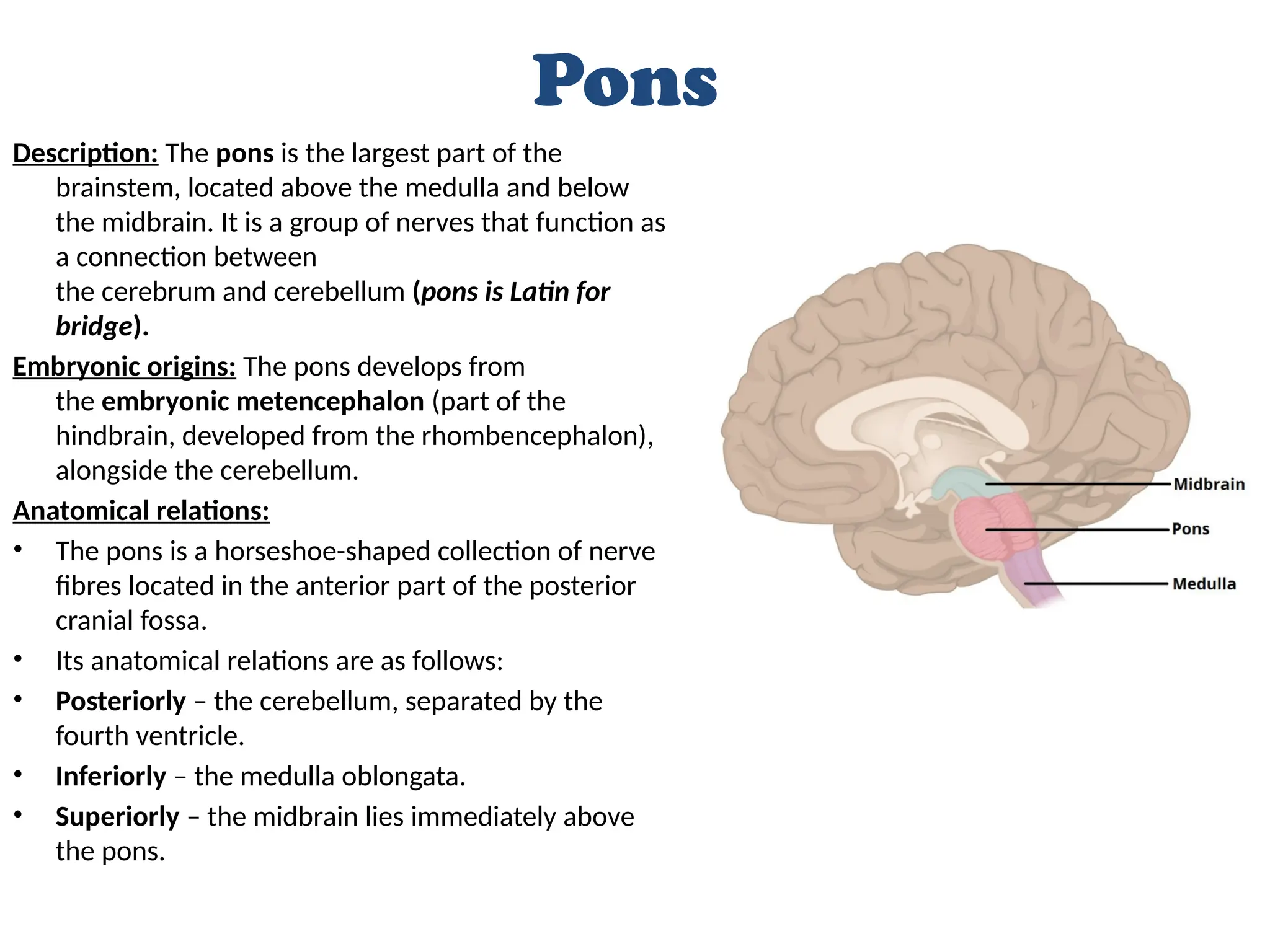 Cerebellum & Brainstem by Dr.Timothy Cheptarei.pptx