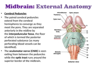 Cerebellum & Brainstem by Dr.Timothy Cheptarei.pptx