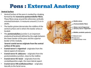 Cerebellum & Brainstem by Dr.Timothy Cheptarei.pptx
