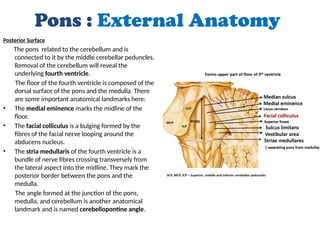 Cerebellum & Brainstem by Dr.Timothy Cheptarei.pptx